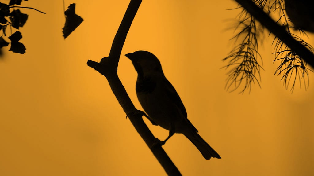 How Humans are Helping Pigeons to Push Sparrows Towards Extinction