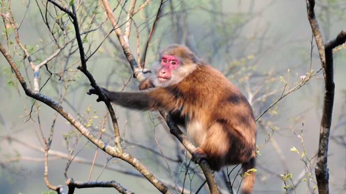 Rare Species of Primate Identified for First Time in India