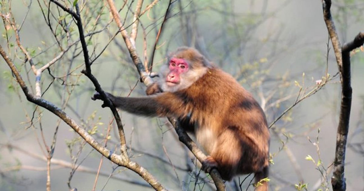 Rare Species of Primate Identified for First Time in India