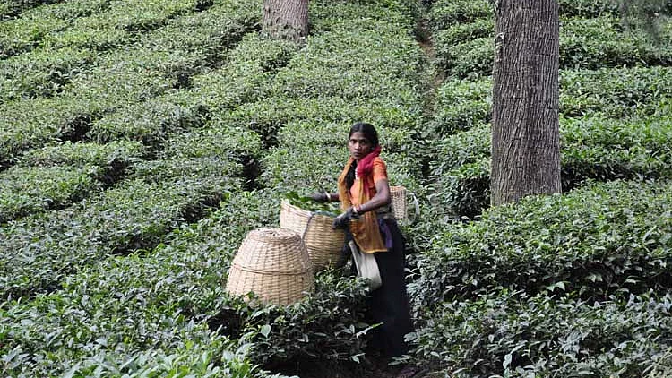 My Journey Through the Tea Gardens of Palampur