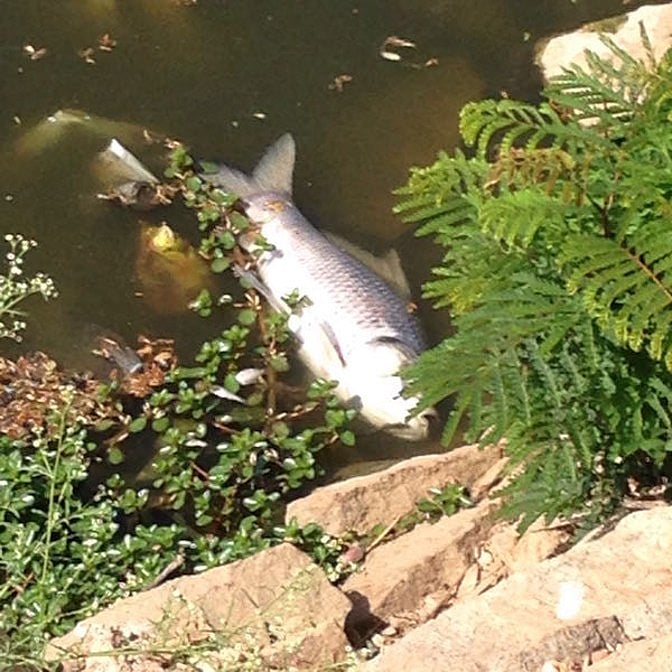 What is Eutrophication and Why is it Linked to Ulsoor Lake?