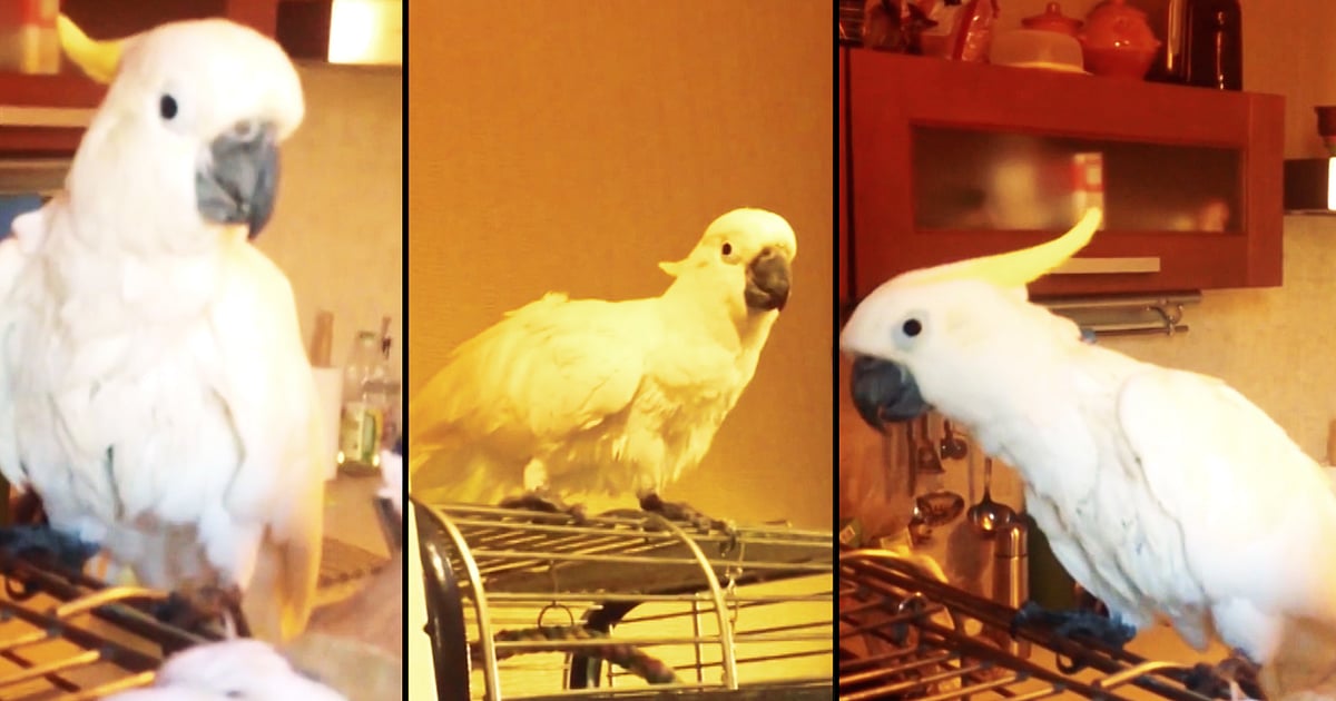 This Unusual Cockatoo Is a Head Banging Expert