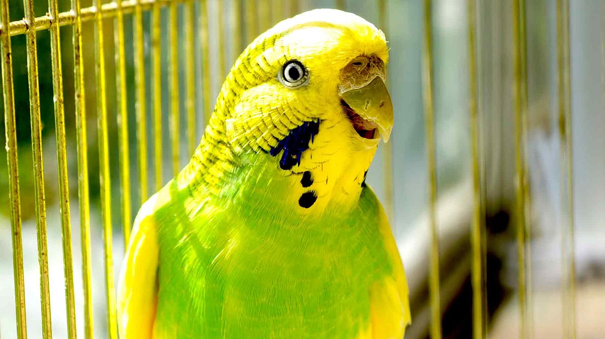 ‘Bird-brain’ & Proud! Study Shows Birds Are Brainier Than Monkeys