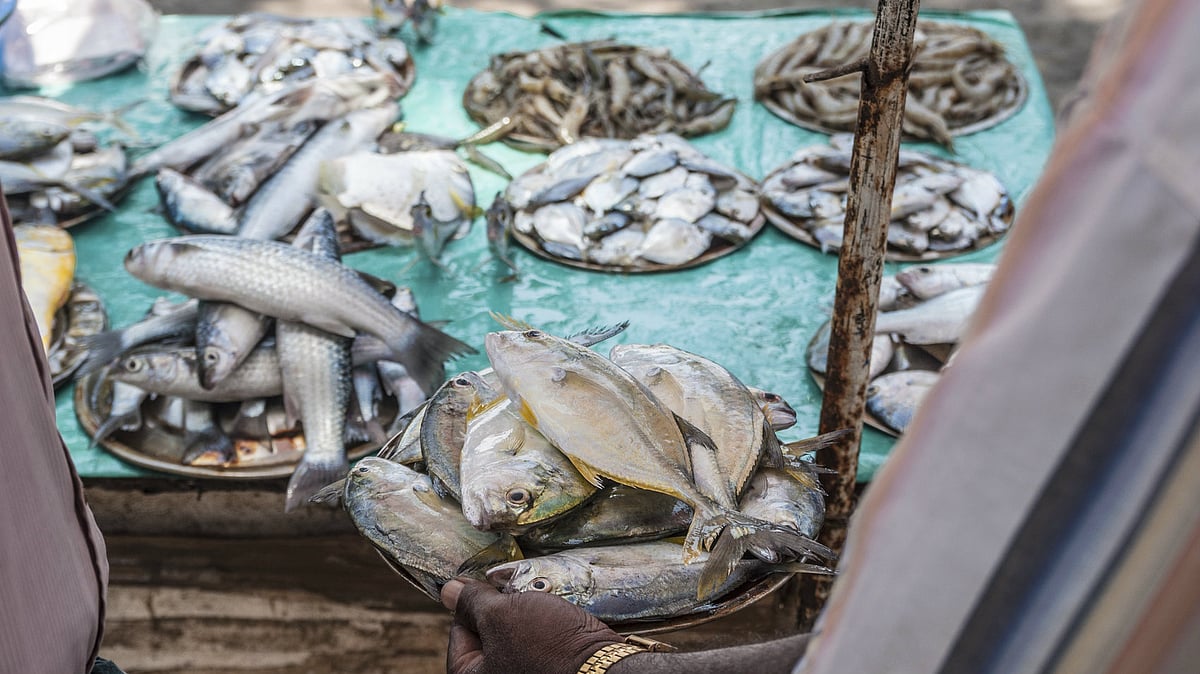 Spawning Something Fishy: Why Fish Formaldehyde is a Deadly Recipe