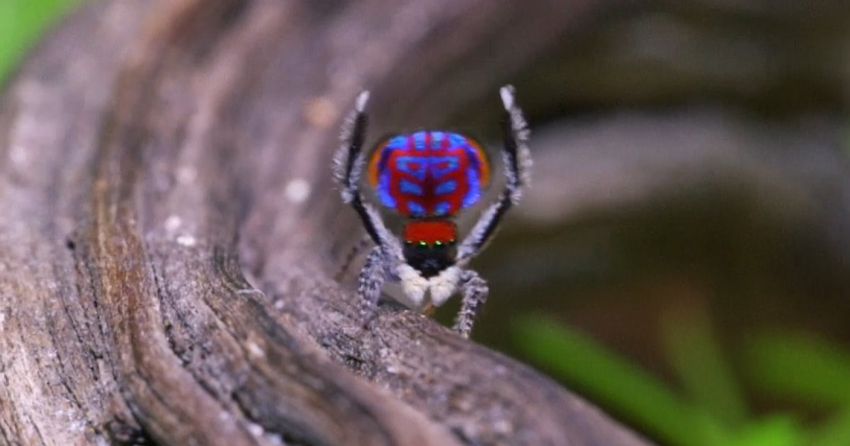 This Stunning Australian Peacock Spider Dances To Woo The Ladies