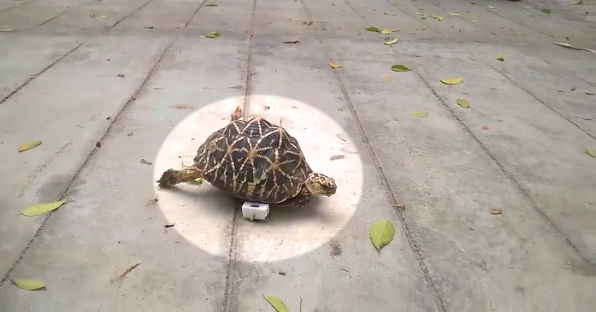 Injured Tortoise Gets Wheels to Roll-In