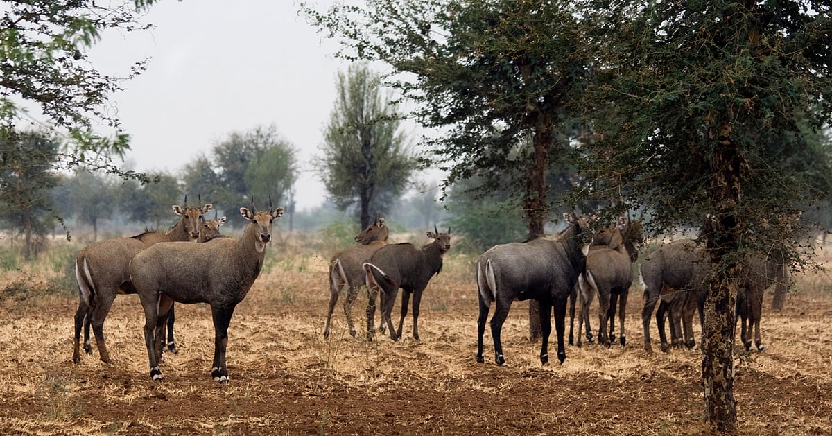 Culling Nilgais in Bihar: Is Killing Animals the Solution?