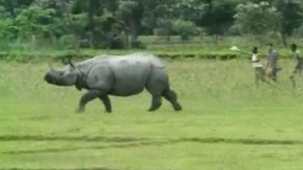 Kaziranga Rhino On the Loose in Assamese Village!