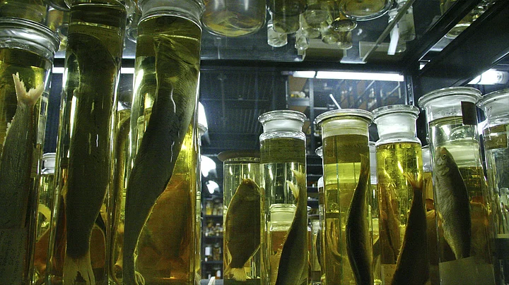 Spawning Something Fishy: Why Fish Formaldehyde is a Deadly Recipe