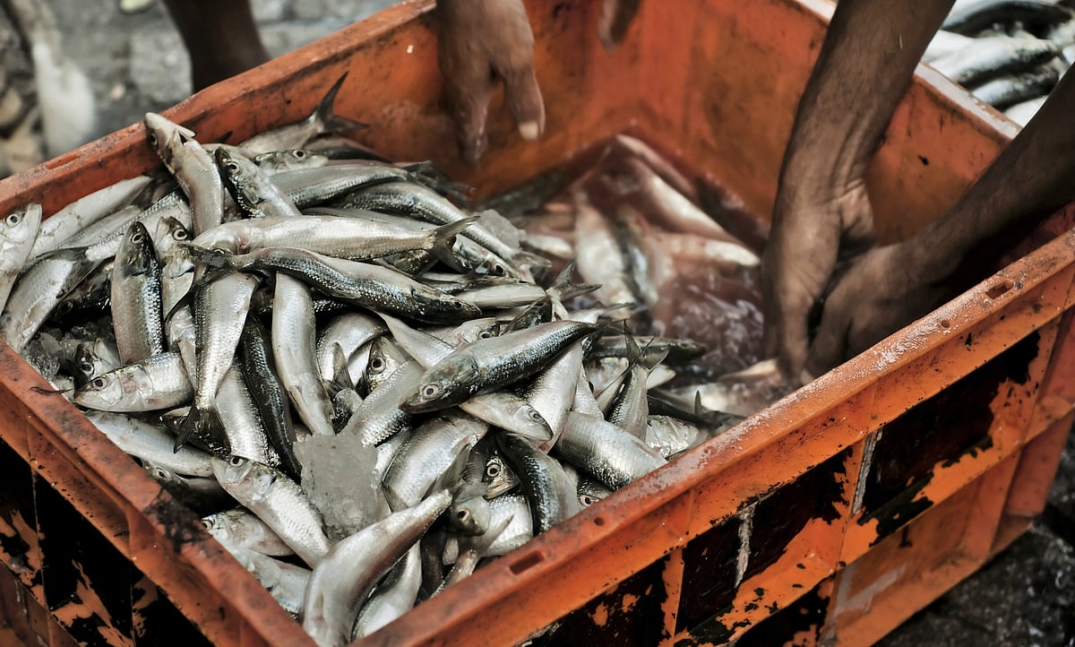 Spawning Something Fishy: Why Fish Formaldehyde is a Deadly Recipe