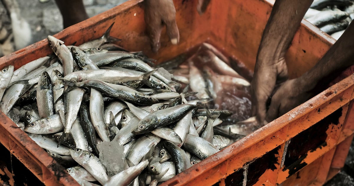 Spawning Something Fishy: Why Fish Formaldehyde is a Deadly Recipe
