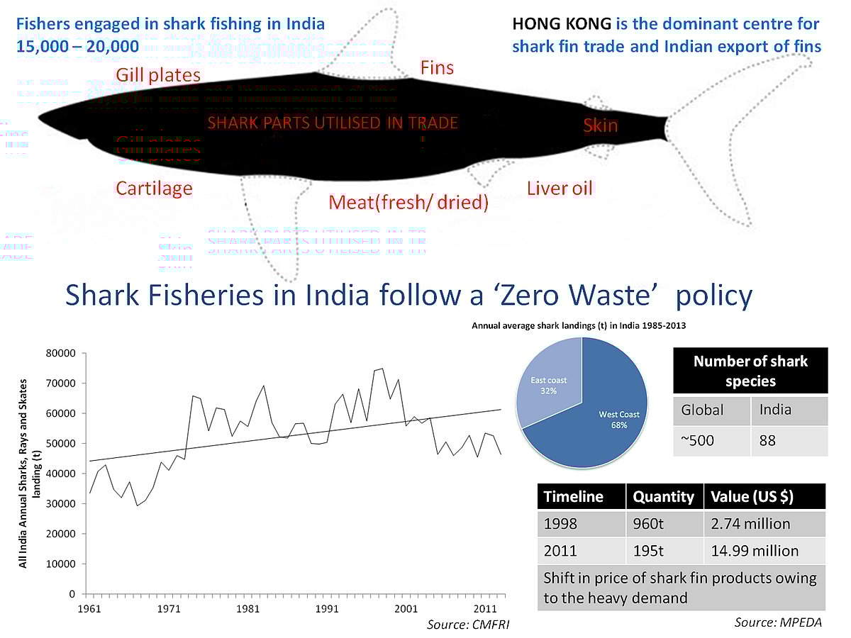 Overfishing Puts Sharks On The Verge of Extinction