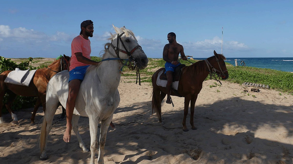 Ravindra Jadeja Horse