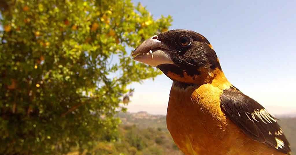 Birdwatching Made Easy With This Cool Bird Selfie Cam