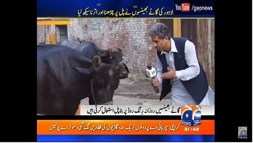 Pakistani Journalist Amin Hafeez Interviewing Cattle Is Priceless