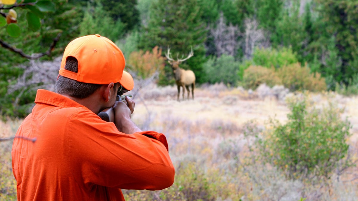 With Last Male White Rhino Gone, Which Are The Endangered Species We ...