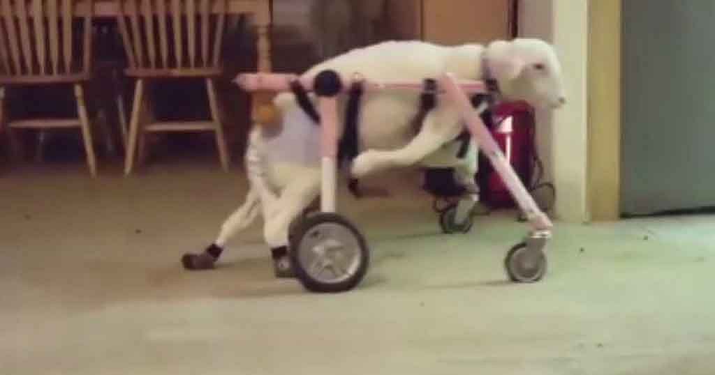 Disabled Lamb Using A Wheelchair to Walk Will Make Your Heart Melt