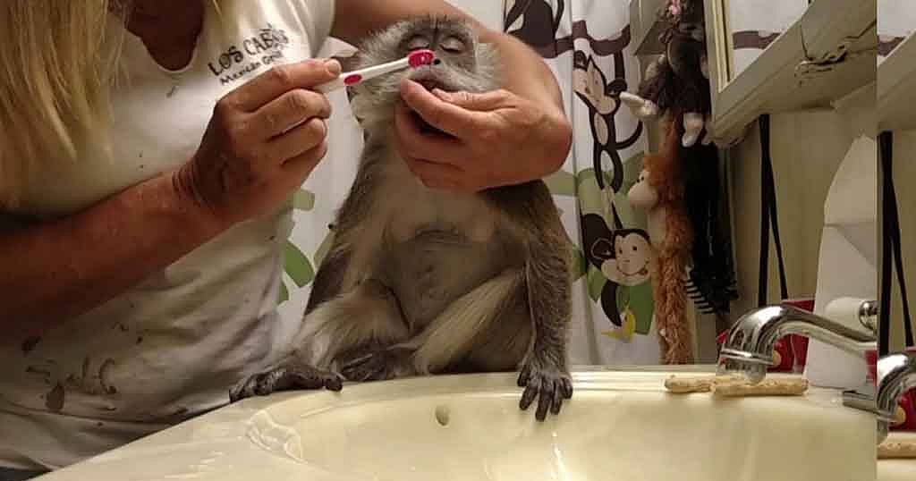 Meet Angel Bullock, the Monkey With a Strict Dental Regime