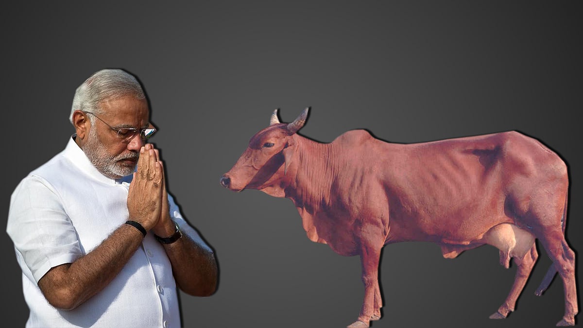 Modi Talks About ‘Plastic Cows’ But His Government is Yet to Act