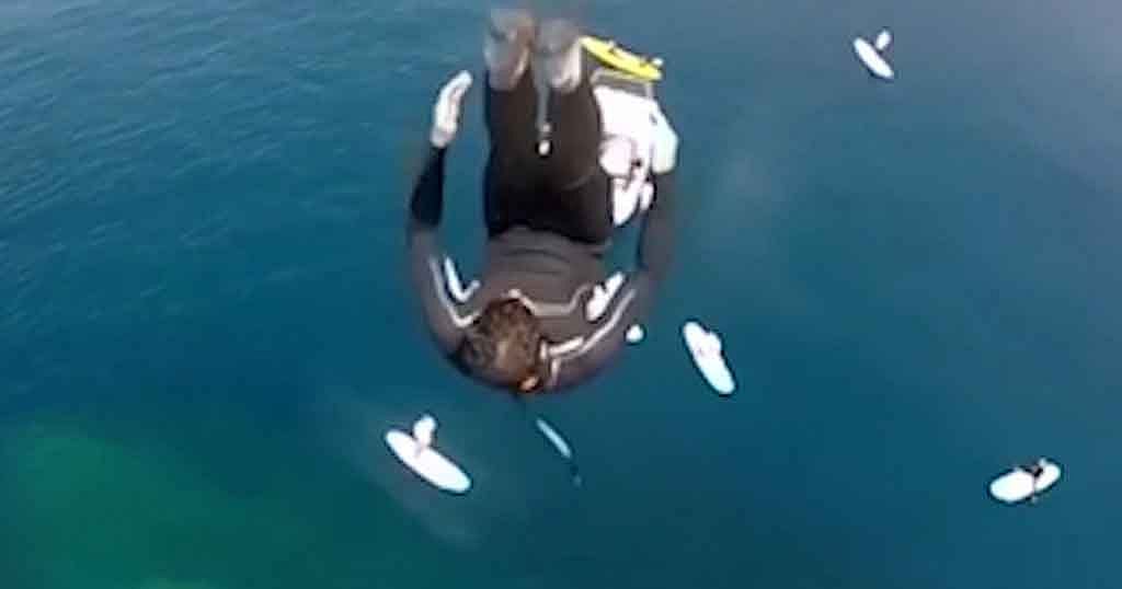 Professional Diver Does Handstand Dives Off 25 Meter Diving Boards