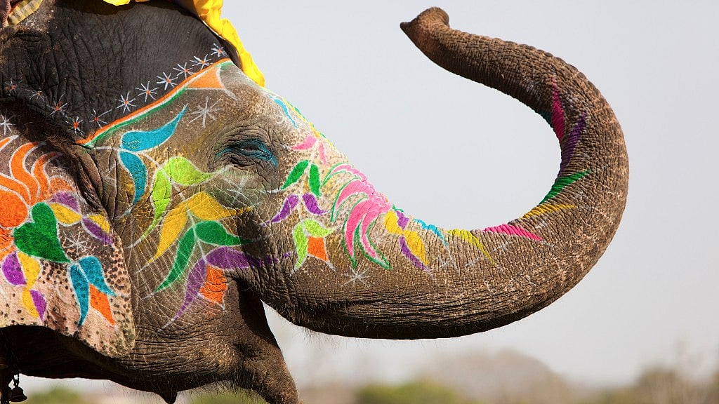 World Elephant Day: Here Are The Cutest Elephants Ever