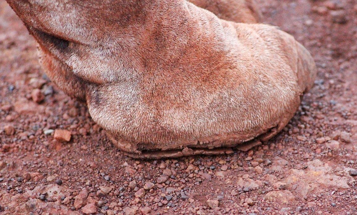 A Rescue Operation Reveals Horrific Tales of Camel Abuse in India