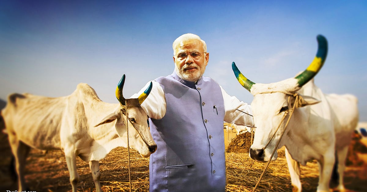 For a Nervous and Angry Modi, the Cow Is Now a Political Animal