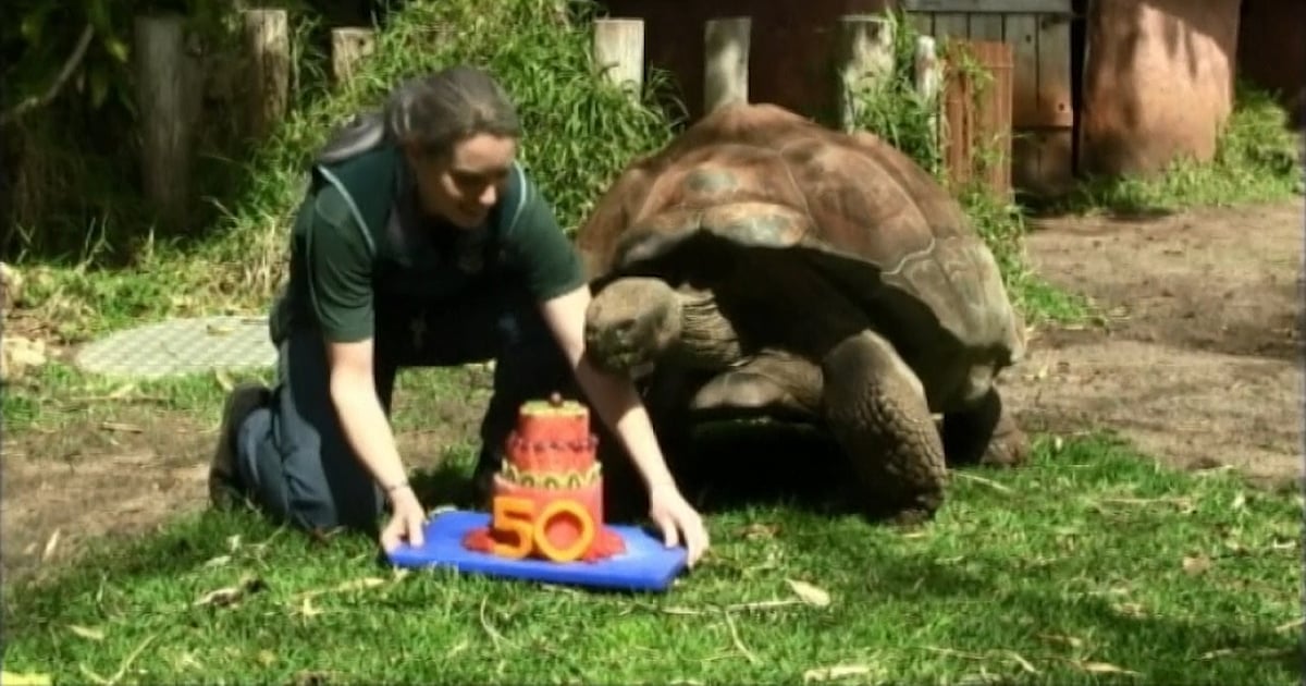 This 50-Year-Old Tortoise Celebrates His Birthday in Swag