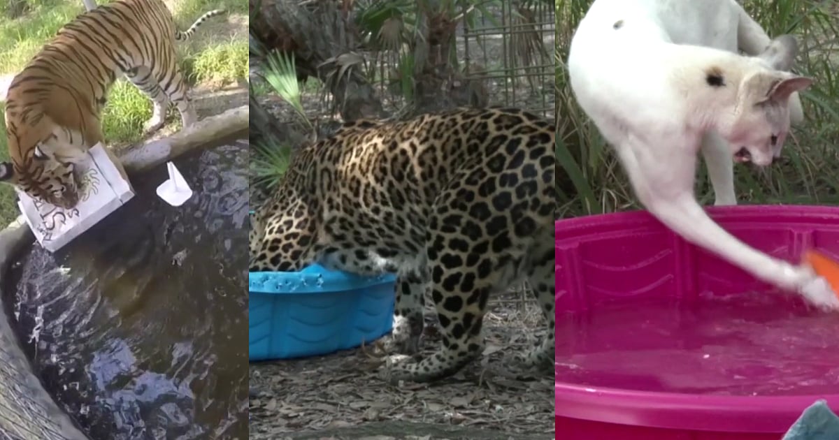 This Pool Party Has Tigers, Leopards & Other Cats On its Guestlist