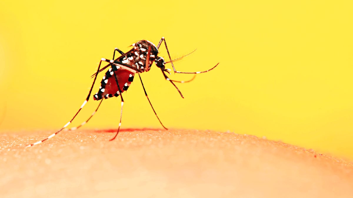 20 Genes That Can Predict Severity of Dengue Identified