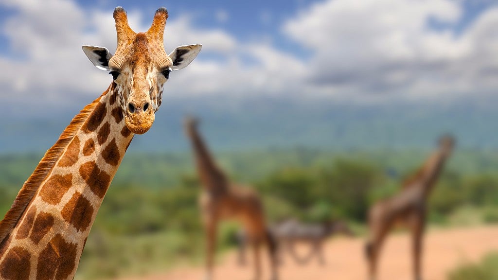 Giraffes Going Extinct: Post for World’s Tallest Animal Vacant?