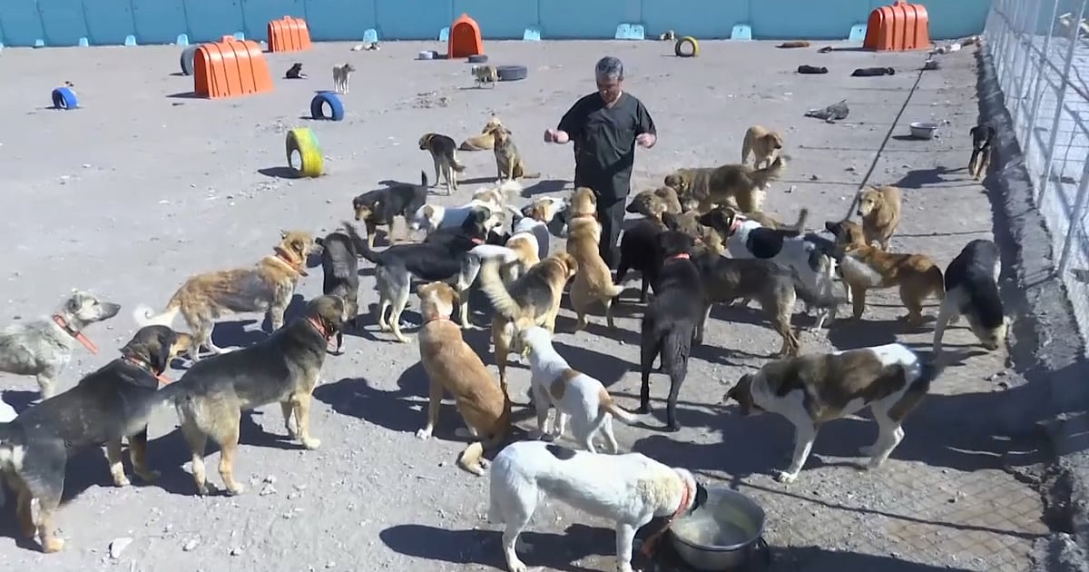 Iran Shoots its Stray Dogs... Not to Kill, But to Save Them