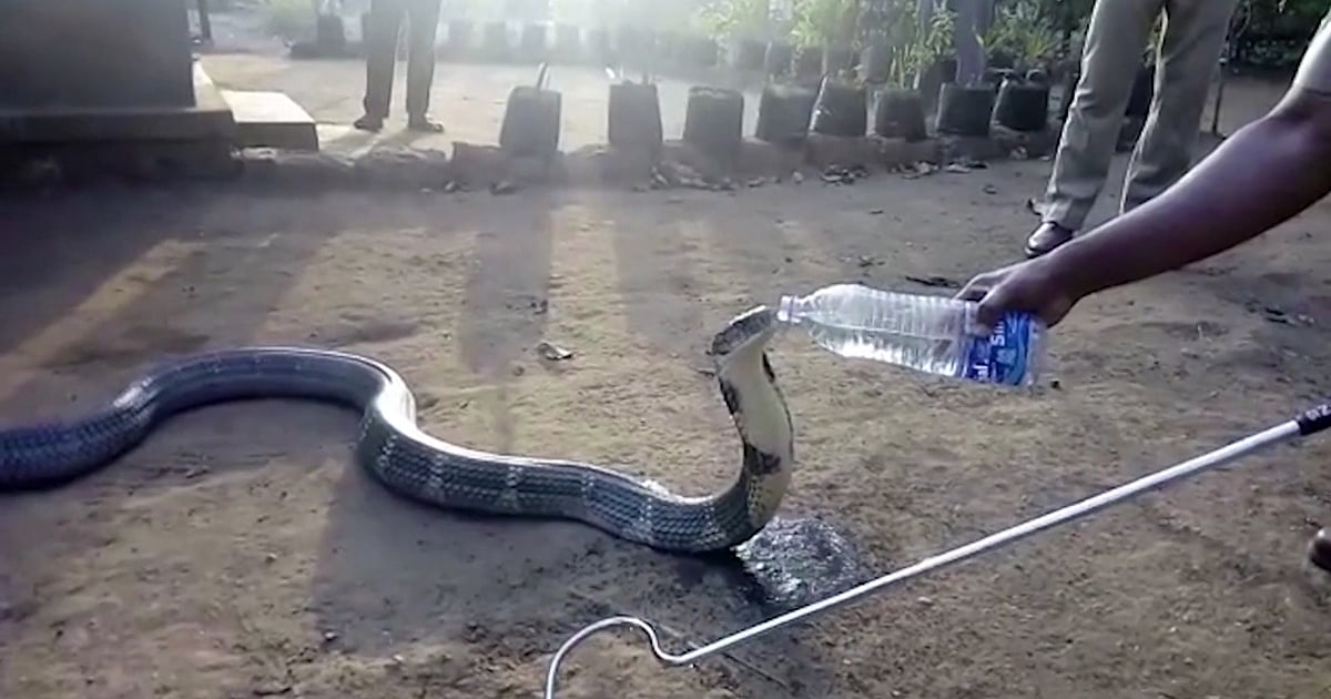Karnataka: Real Story Behind King Cobra Drinking Water From Bottle