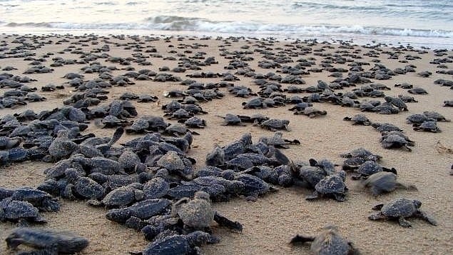 In Photos: Record Number of Olive Ridley Turtles Hatch in Odisha