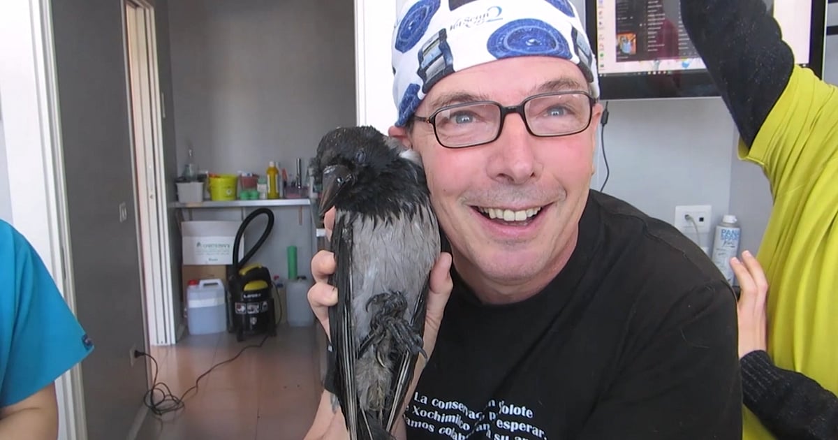 3D Printing To The Rescue; Hooded Crow Gets Beak Replacement