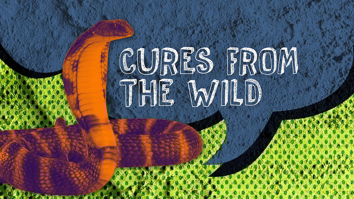 Crazy Cures: Products From The Wild in Pharmacies Near You, Maybe