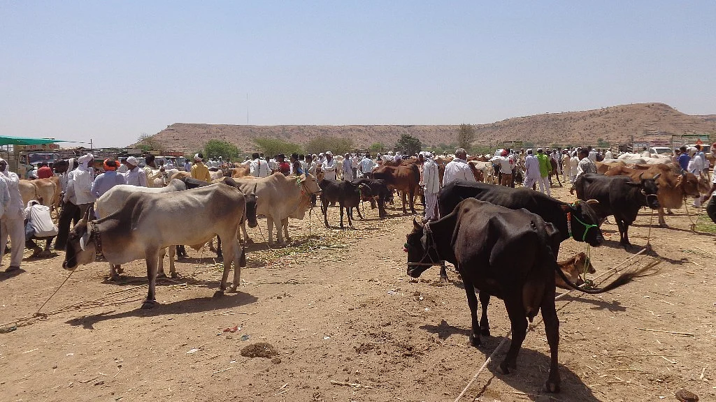 Centre To Withdraw Ban On Sale Of Cattle For Slaughter centre-to-withdraw-ban-on-sale-of-cattle-for-slaughter