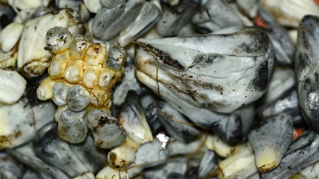 Call Yourself a Foodie? How About Trying These Unusual Dishes?