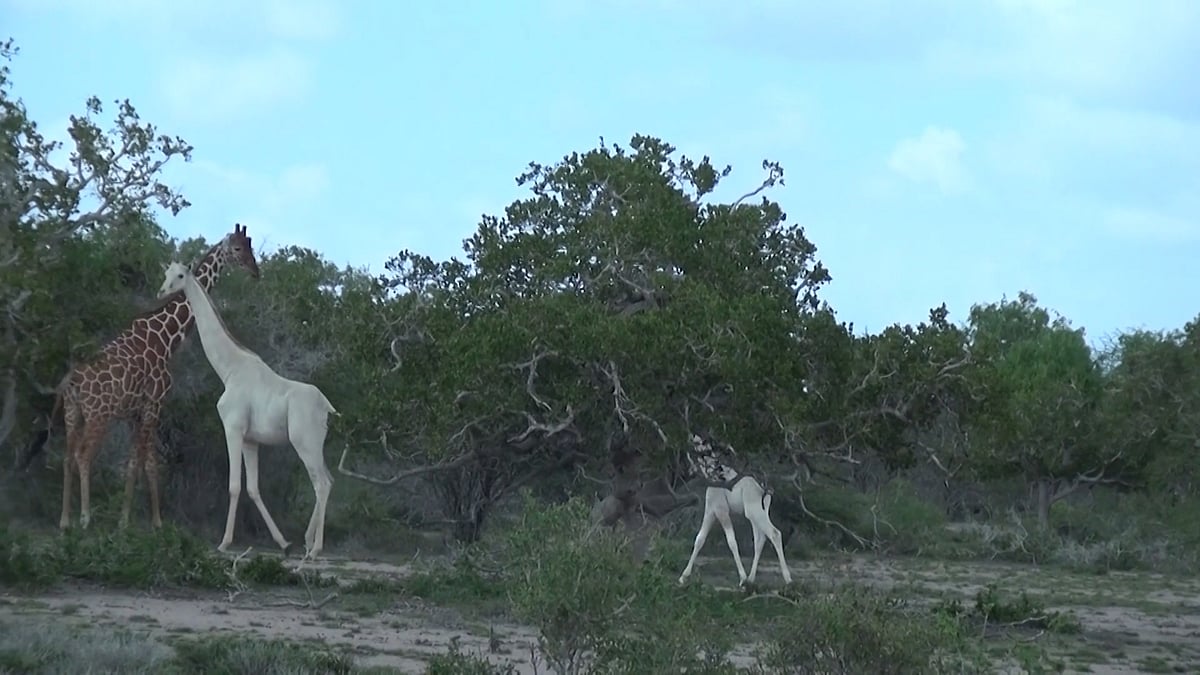 The Giraffe Without Spots: Rare White Giraffe Spotted in Kenya