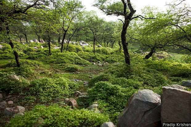 Delhi-NCR Real Estate Boom Puts Ancient Aravalli Forests at Risk