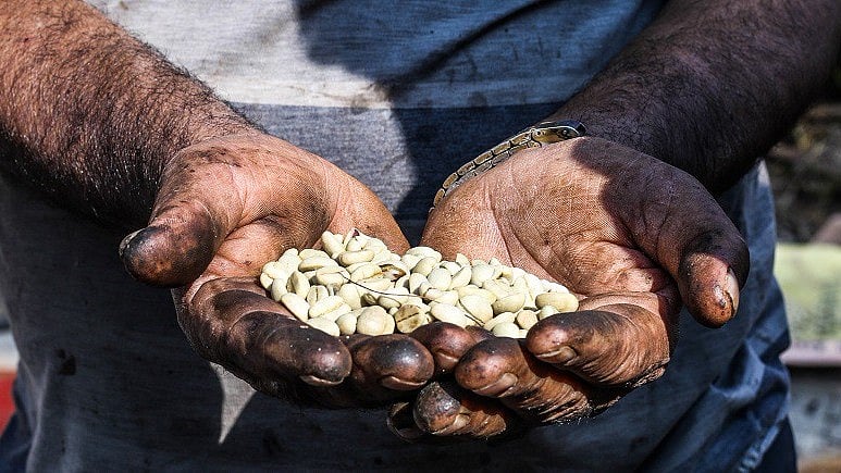 Can Nepali Coffee Survive Impacts of Climate Change?