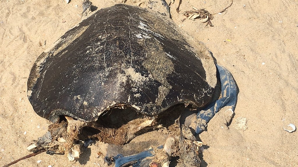 132 Dead… and Counting: Turtles Are Suffering on Chennai Coast