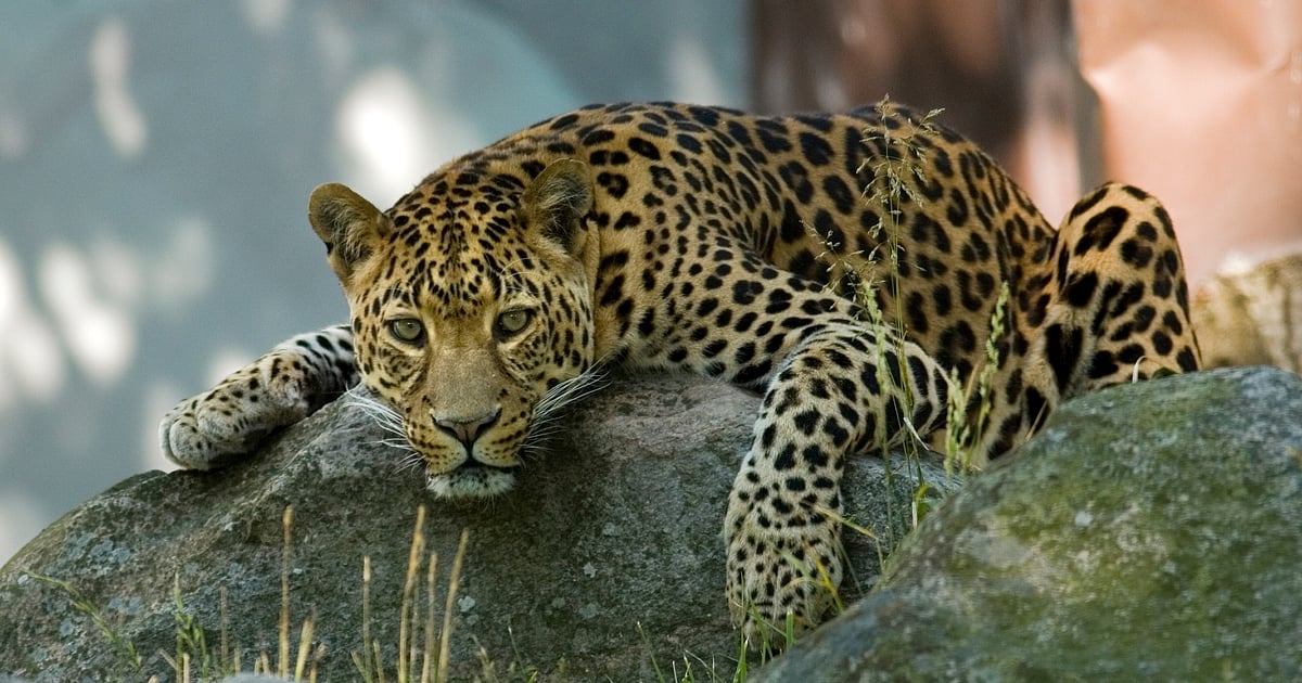 Stray Leopard Shot Dead After Three-Day Hunt In Lucknow