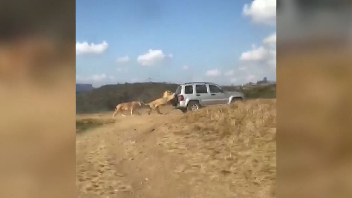 Three Lions Give SUV a Rough Ride at South African Wildlife Park