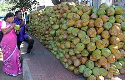 Goa government starts subsidised sale of coconuts