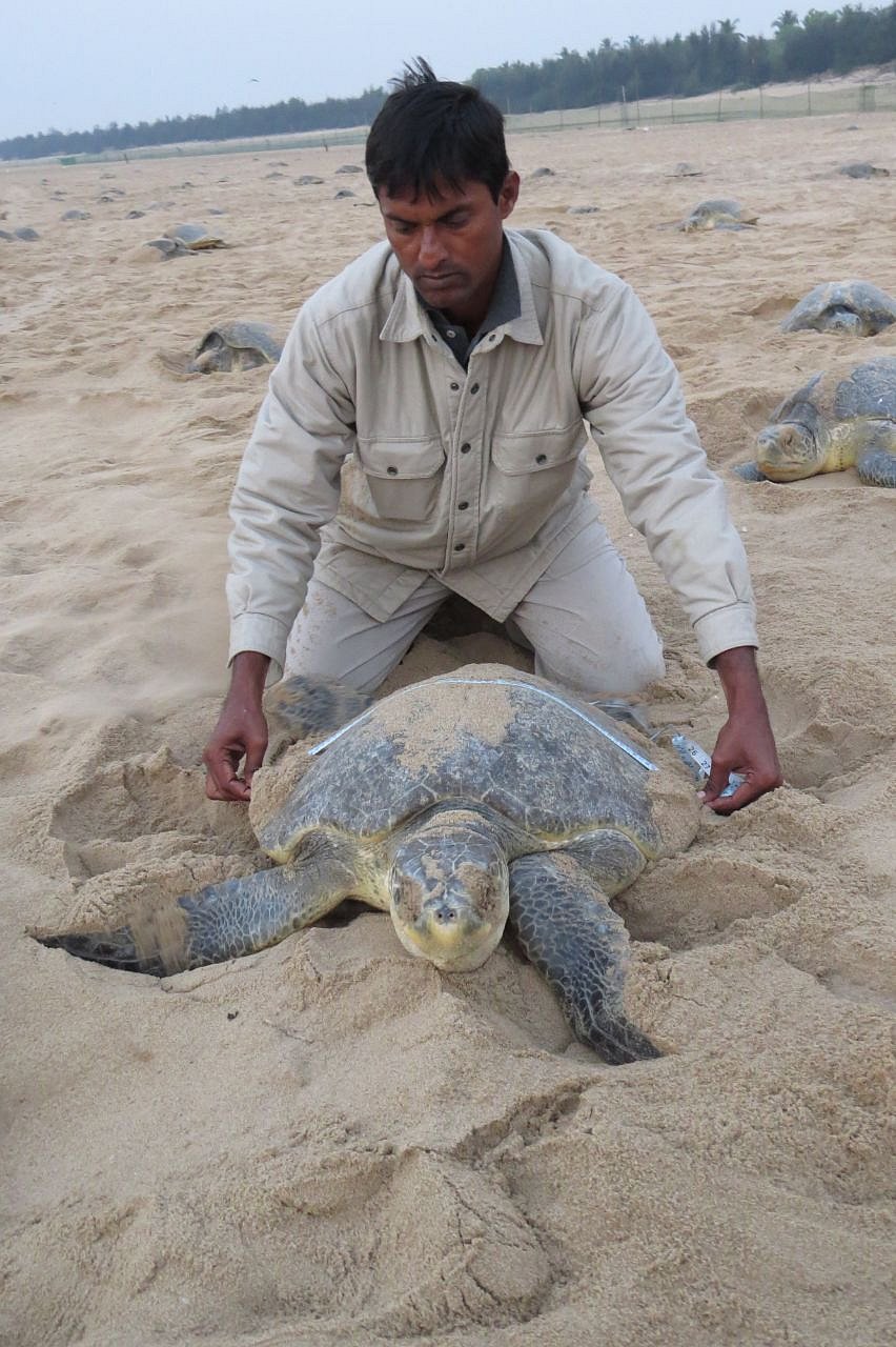 Odisha’s ‘Turtle Man’s’ Efforts Help Rare Olive Ridley Breed