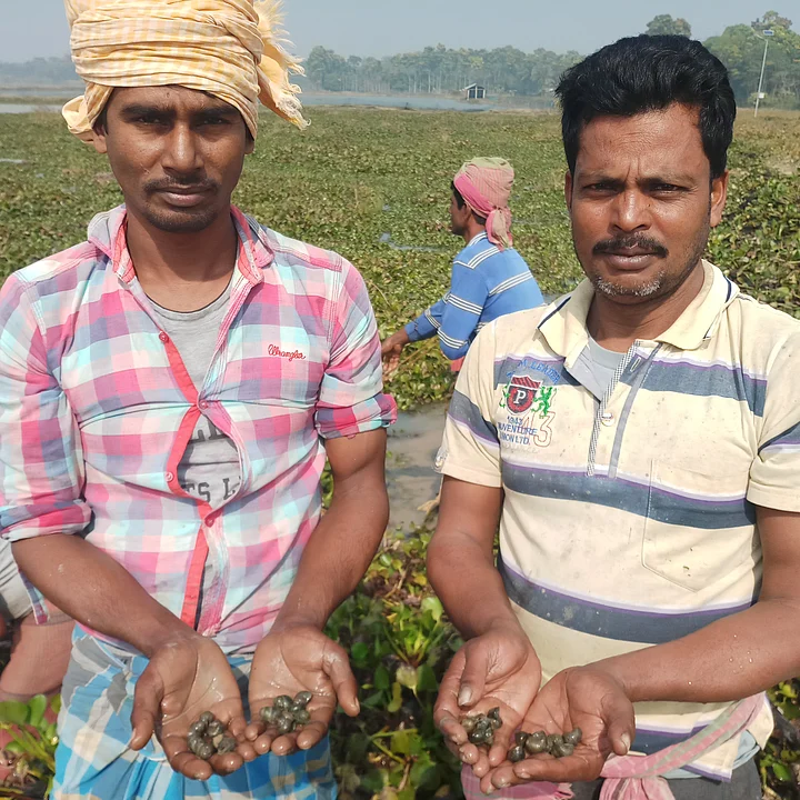 Googli or Snails: The Poor Man’s Meat in Bengal