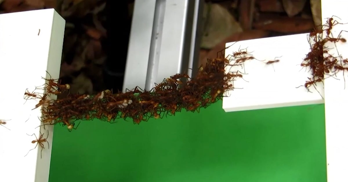 Watch: Ants Use Their Own Bodies to Build Bridges