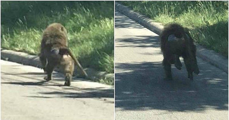 Baboons make escape from San Antonio biomedical research lab in Texas.