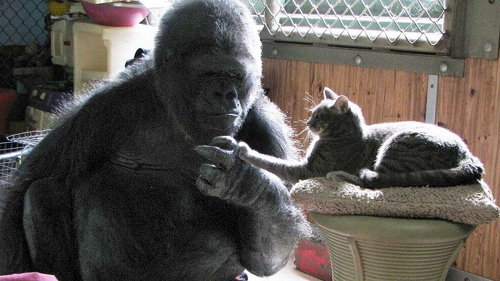 Remembering Koko, the ‘Talking’ Gorilla Who Was DiCaprio’s Friend